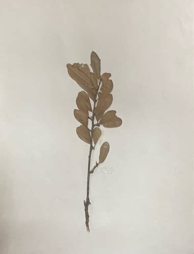 Plant Id Flashcards Quizlet
