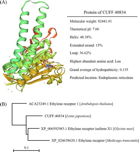 Bioinformatic Analysis Of Cuff 40834 Protein A Structure Prediction Download Scientific