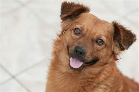 Gratis Billeder Hundehvalp Dyr Nuttet Hvirveldyr Hunderace Hund