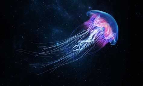 Jellyfish Deep Blue 🪼 Its World Jellyfish Day 🪼 These