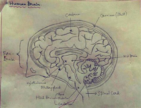 How To Draw The Diagram Of Brain Brainly In