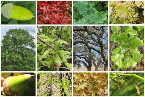 11 Different Types Of Linden Trees With Photos