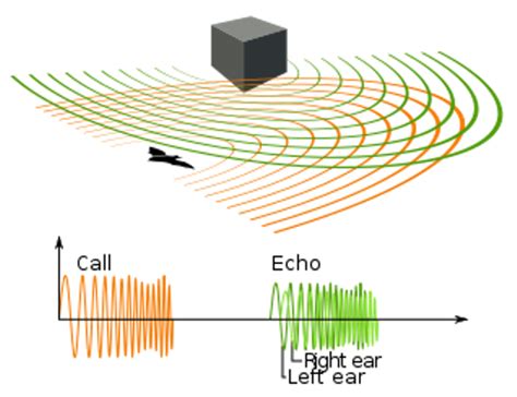 10 Facts About Echolocation Fact File