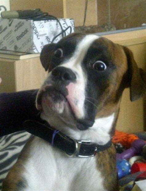 Blankie The Shocked Dog Memes Piñata Farms The Best Meme Generator