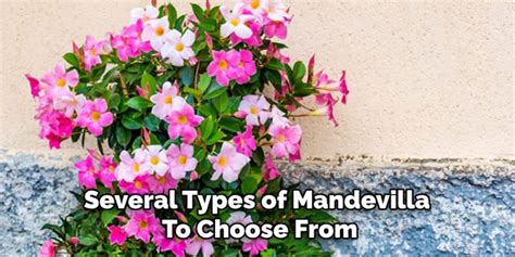 How To Grow Mandevilla Detailed Guide 2026