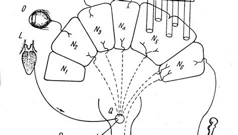 Qual é A Classificação Estrutural Do Sistema Nervoso Ciência 2025