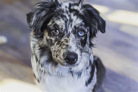 Australian Shepherd Colors The Standard And Rare Aussie Coat Colors K9 Web