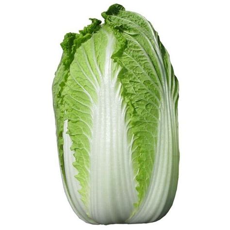 Asian Chinese Cabbage Wong Bok Napa Cabbage High Quality 200 Seeds