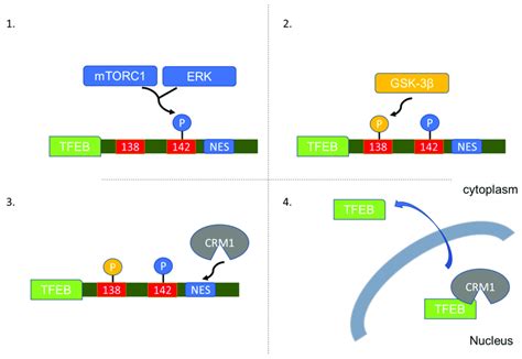 Regulation Of Tfeb Nuclear Export By Mtorc1 And Gsk 3β Studies Have