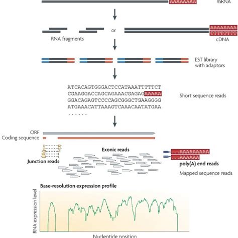 A Typical RNAseq Experiment Wang Et Al 2009 Download Scientific Diagram