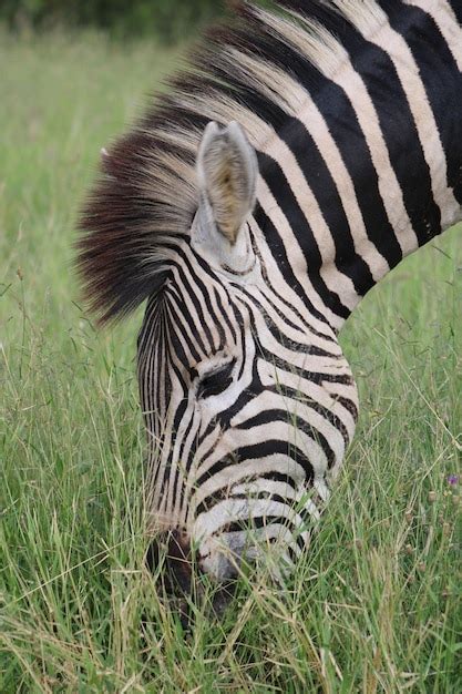 Premium Photo Burchells Zebra