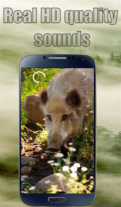 Wild Boar Calls Sound Apk For Android Download
