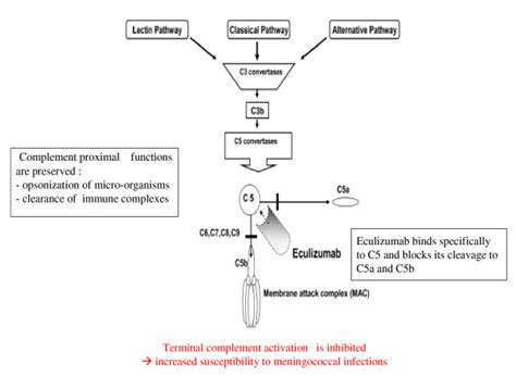 Regulated And Deregulated Activation Of The Alternative Complement Download Scientific Diagram