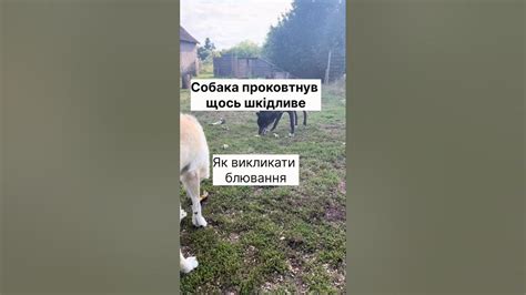 Собака проковтнув щось шкідливе Як викликати блювання Youtube