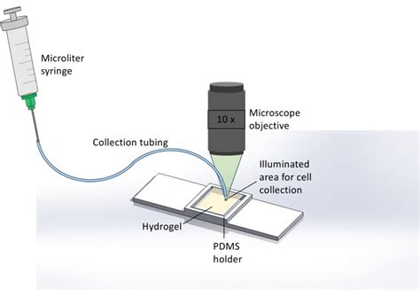 Photodegradable Hydrogel Interfaces For Bacteria Screening Selection