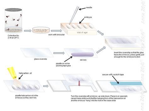 Pdf Drosophila Embryo Live Imaging