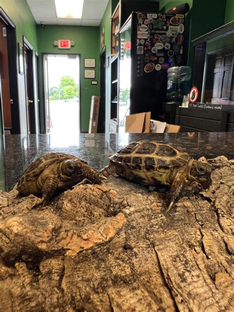 Turtles And Tortoises Cold Blooded Kingdom