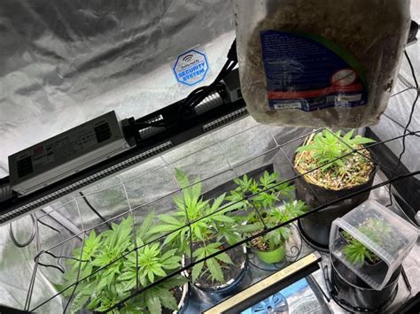 Diy Cannabis Hydroponic Nutrients How To Make Your Own Nutrient