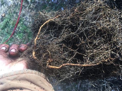 What Is A Tree Without Roots Rock Bridges Trees Trees For Bees What