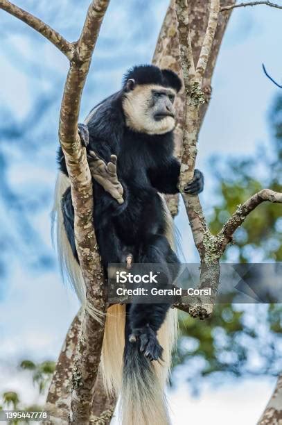Los Colobos Blancos Y Negros Son Monos Del Viejo Mundo Del Género Colobus Nativos De África