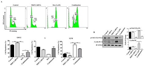 Dusp4 Silencing Enhances The Sensitivity Of Breast Cancer Cells To