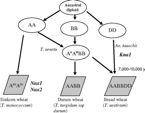 Evolution Of The Wheat Genome And Known Salt Tolerant Loci In Wheat Download Scientific