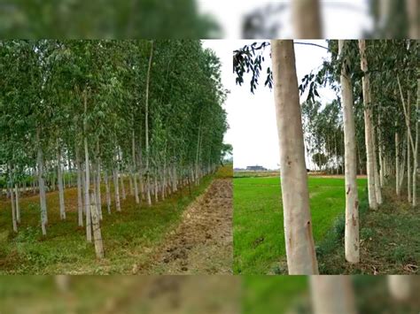 Agriculture News लखपति बनाने की चाह में भूलकर भी खेतों में न लगाएं ये