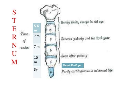 Age Estimation By Bones
