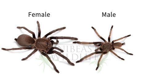 A Guide To Buying Your First Australian Tarantula Part Two Types