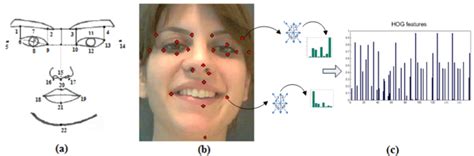a facial model depicting the position of the chosen fiducial points