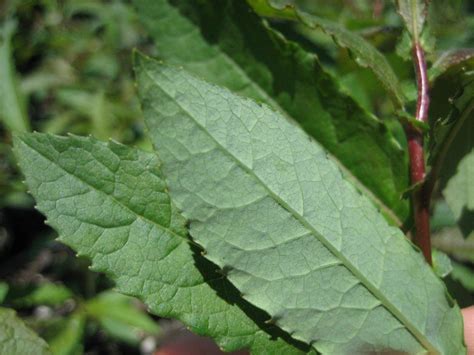 Salix Scouleriana Sevenoaks Native Nursery