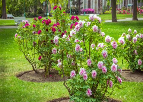 How To Plant And Care For Peonies In Pots Thearches