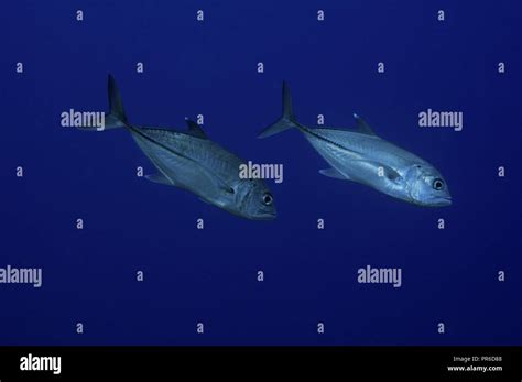 Bigeye Trevally Caranx Sexfasciatus Pohnpei Federated States Of
