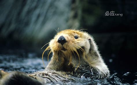 Cute Otter Wallpapers Top Free Cute Otter Backgrounds Wallpaperaccess
