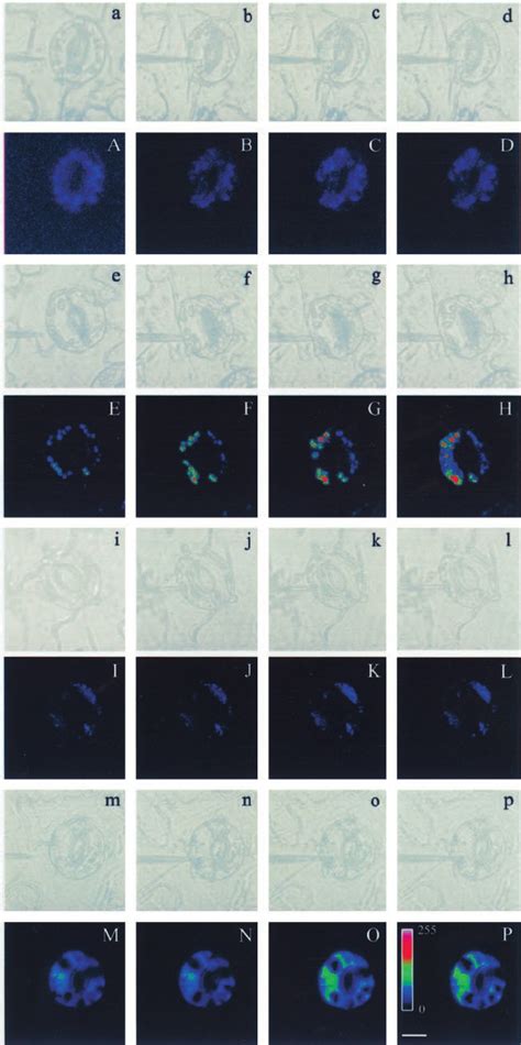Laser Scanning Confocal Imaging Of Co Microinjection Reagents Into Download Scientific