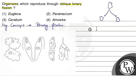 Organisms Which Reproduce Through Oblique Binary Fission 1 Euglena 2 Paramecium 3