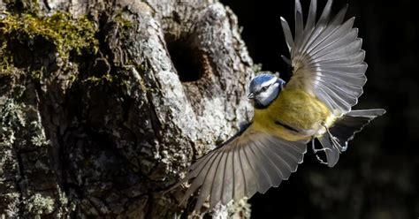 Loodusfoto Sinitihane Teeb Rasvatihasele Tuule Saba Alla