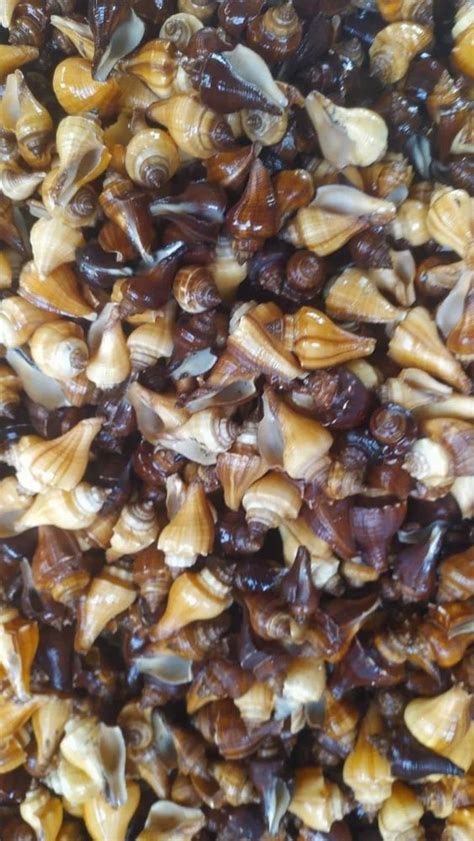 Blowing Conch Shell Brown Pooja Shankh For Temple At Rs 200piece In