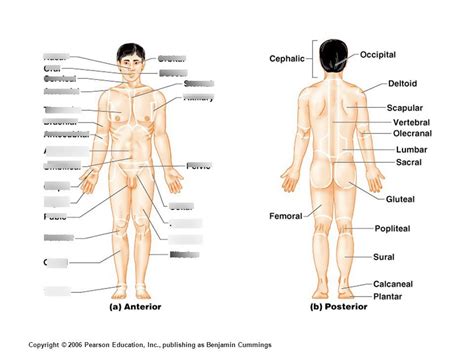 Anatomy Diagram Quizlet Anatomy Diagram Quizlet