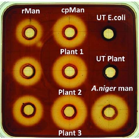 Gel Diffusion Assay For Mannanase Activity Agar Plate With 01 Locust