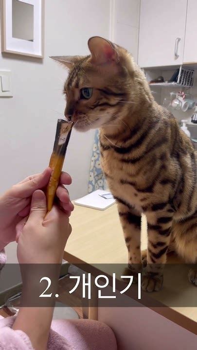 모카의 갓생 라이프 Feat 츄르 Youtube