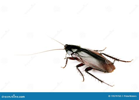 Cockroach Cockroach White
