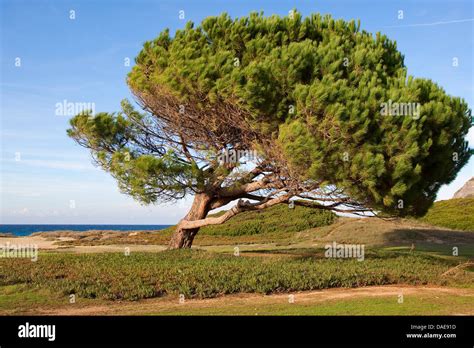 Stone Pine Italian Stone Pine Umbrella Pine Pinus Pinea Windswept
