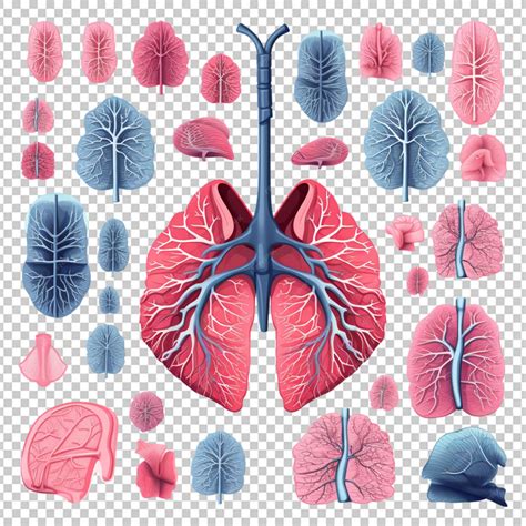 Respiratory System Clipart Collection Vector Icons Isolated On White