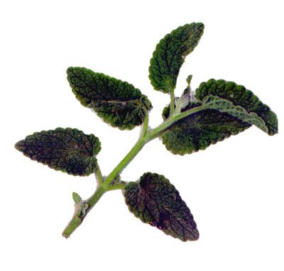 Why Does Catnip Drive My Cat Crazy