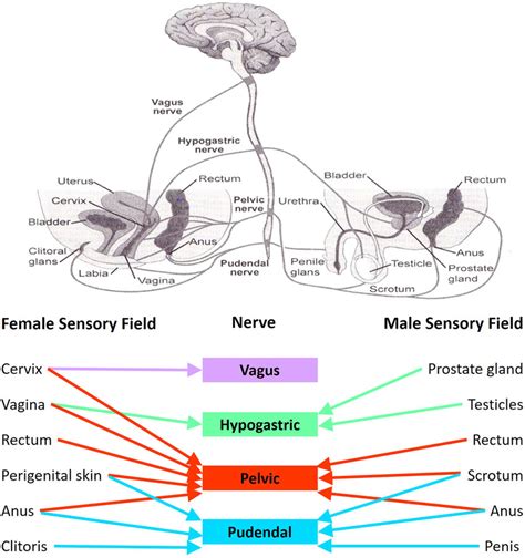 The Organization Of The Sensory Nerves Innervating The Pelvic Region © Download Scientific