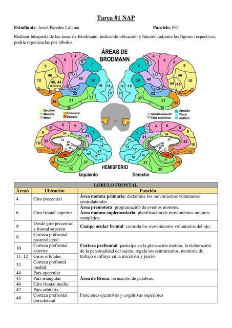 Áreas De Brodman Josué Paredes Udocz