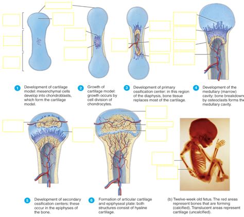 Bone Formation Diagram Diagram Quizlet