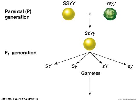 Laws Of Inheritance Class 10 Pdf Download
