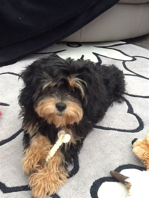 Cavapoo Greatdogsite